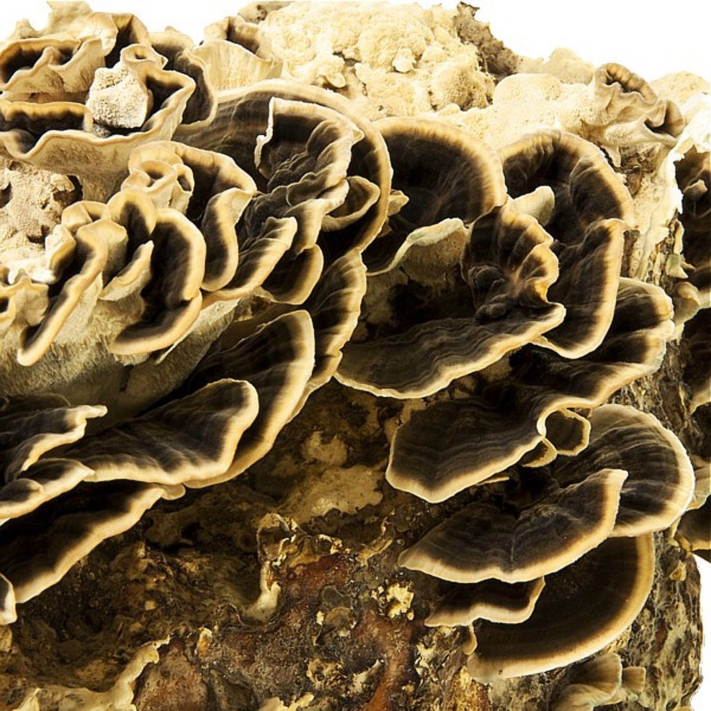 Coriolus versicolor | avf-health